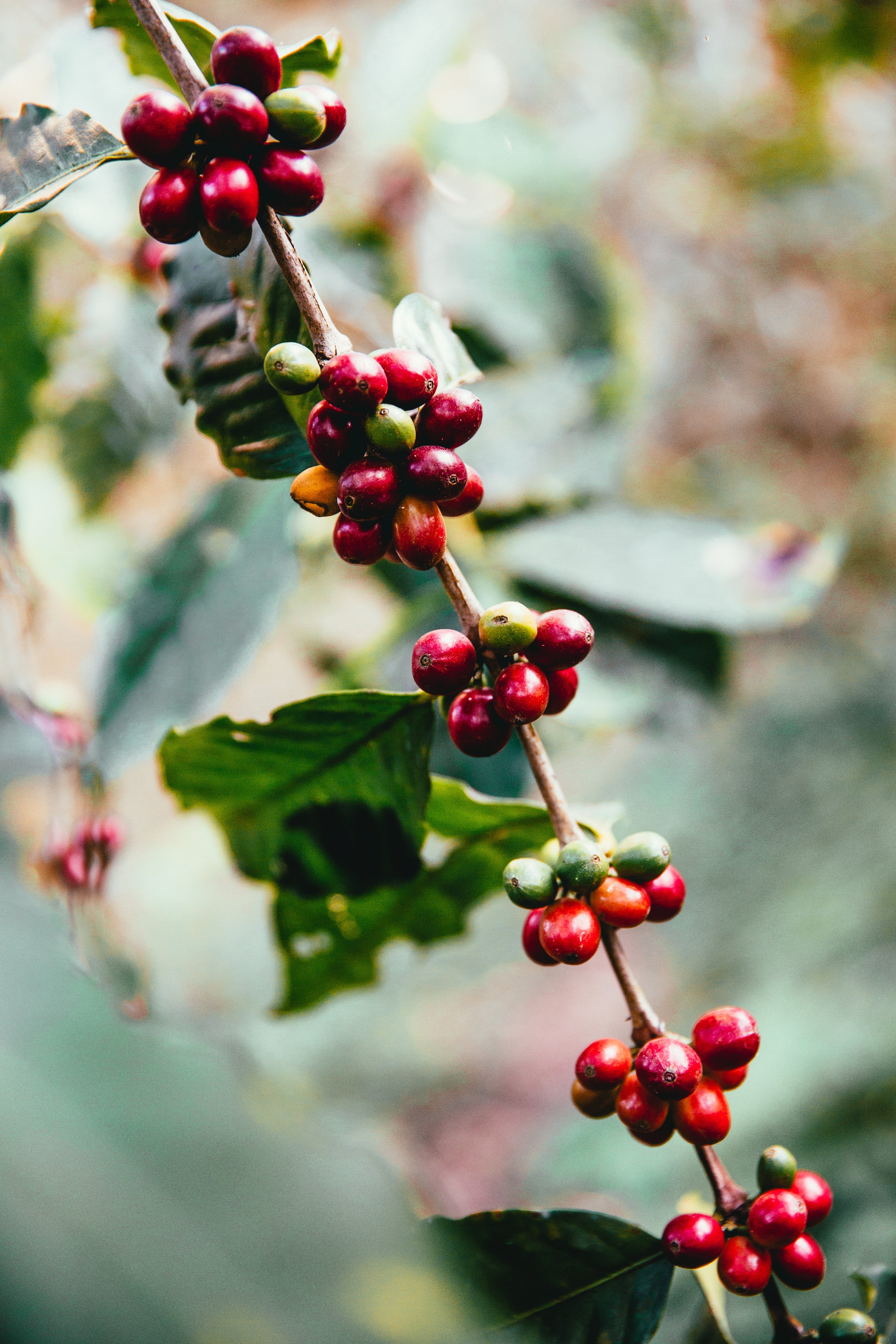 Hemisphere Coffee Roasters